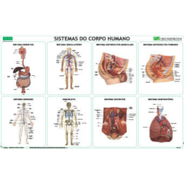 Mapa Corpo Humano - Sistemas do Corpo Humano 120x80cm | Mundo Escolar ...